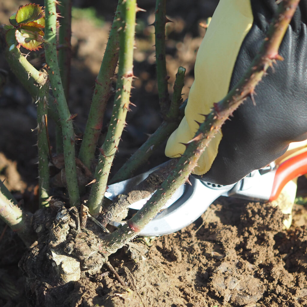 Rose Pruning Advice | When & How? | The Fragrant Rose Company
