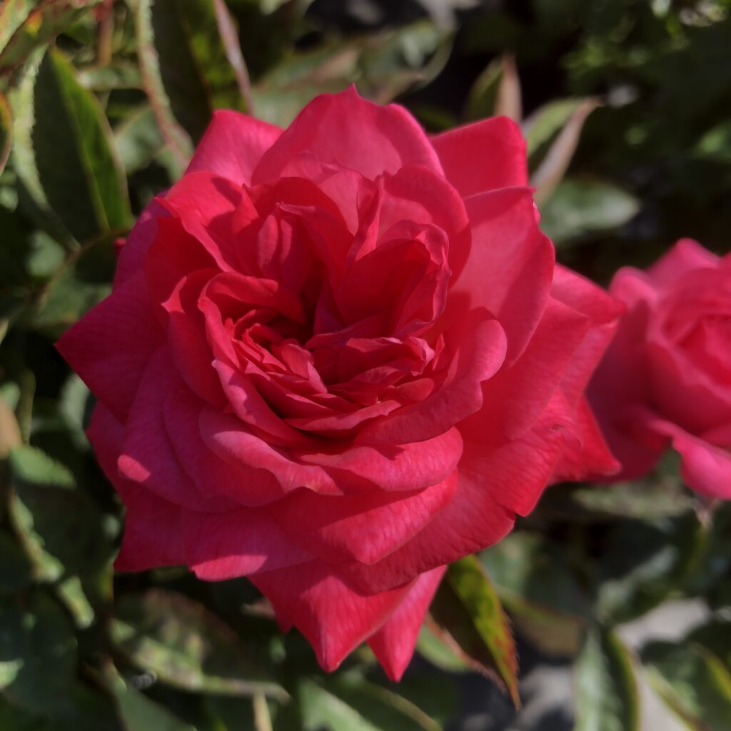 Four Legged Friend rose | Pink Floribunda rose | The Fragrant Rose Company
