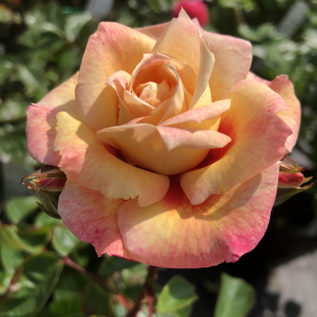 Little Lucy rose | Two Tone Floribunda rose | The Fragrant Rose Company