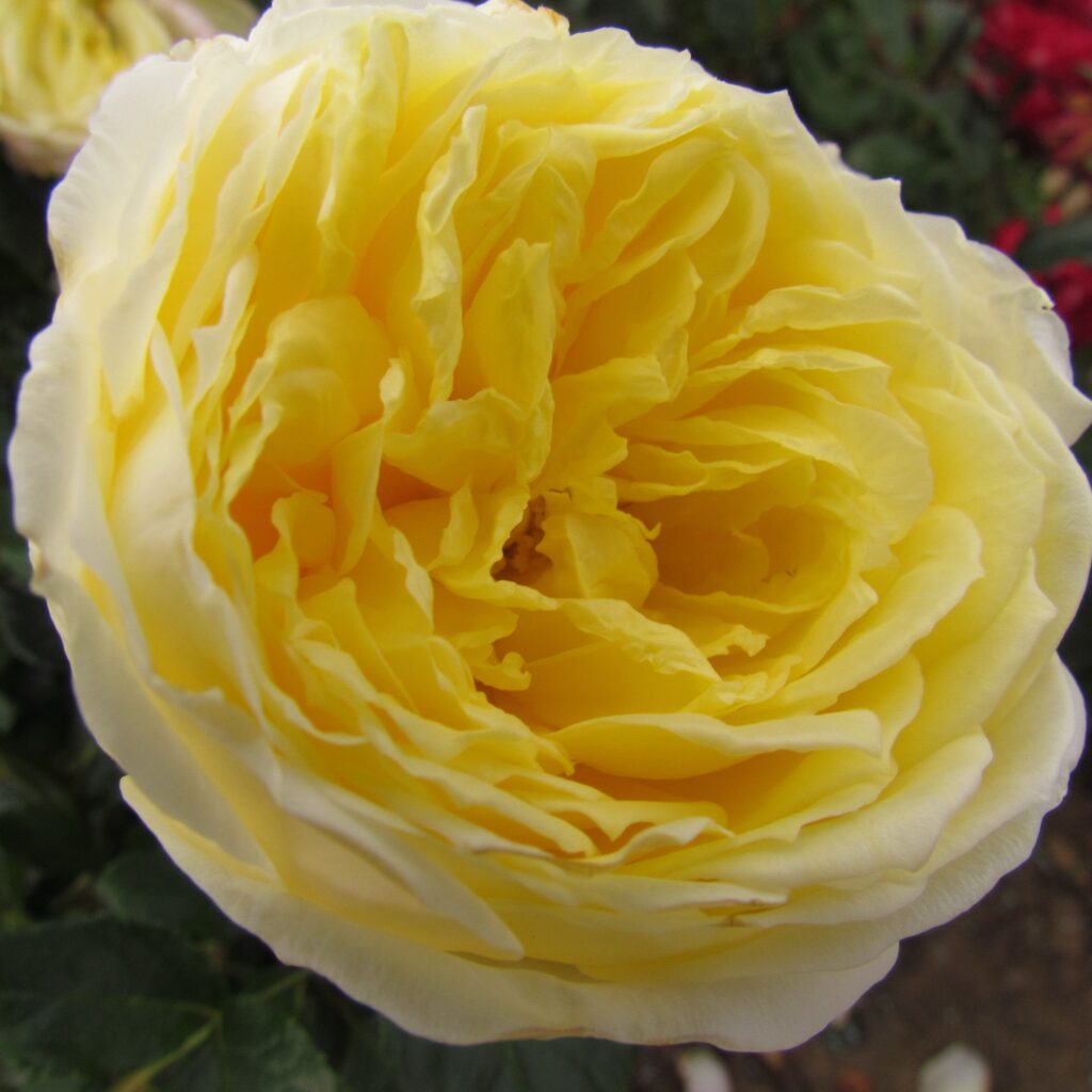 Nigel's Rose | Yellow Climbing Rose | Style Roses