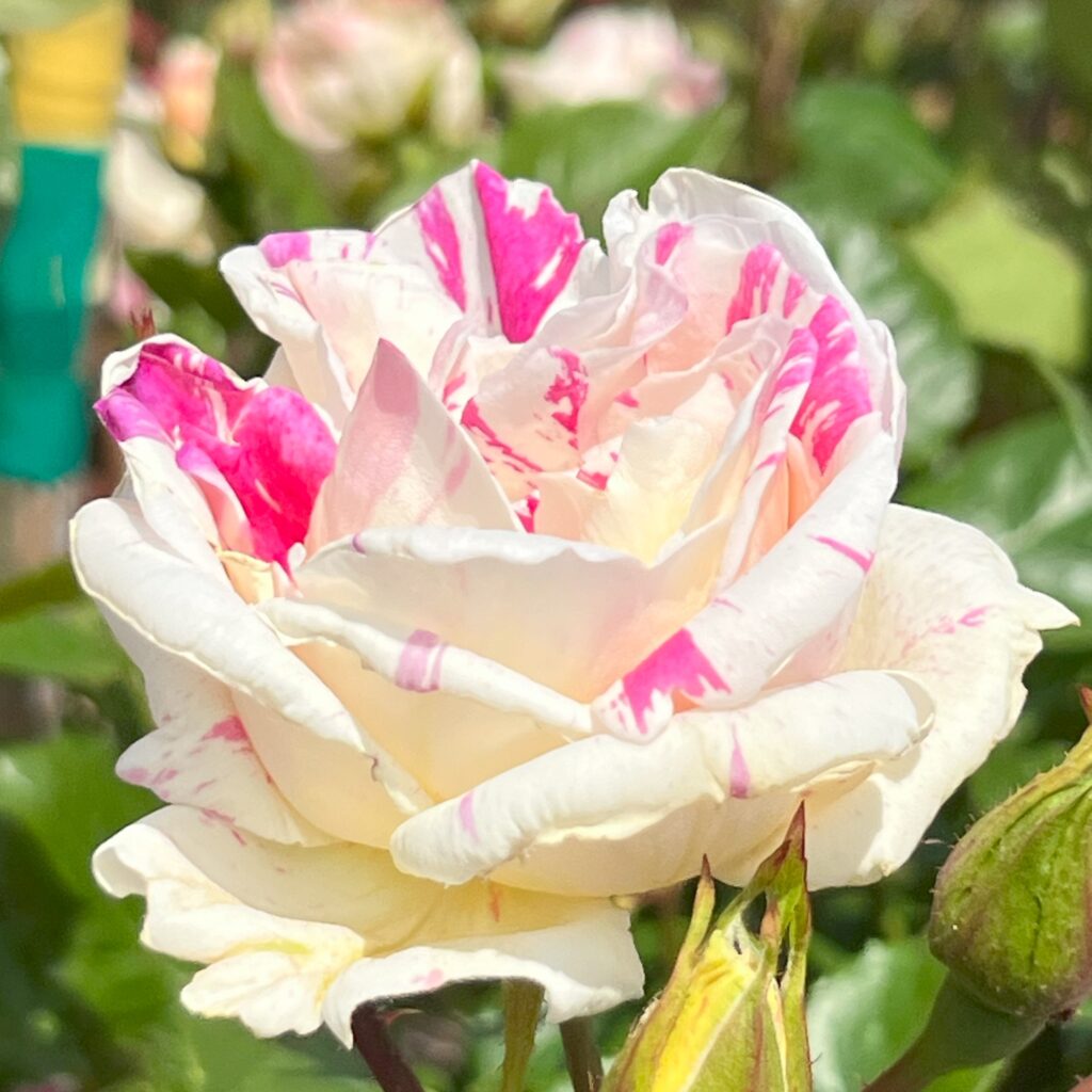 Andrea Ruth Rose | Striped Floribunda | FragrantRoseCompany