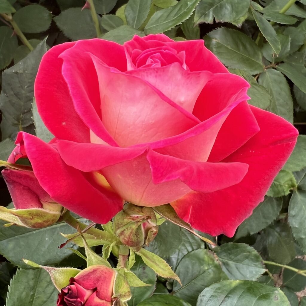 Noritta Rose | Red Floribunda | FragrantRoseCompany